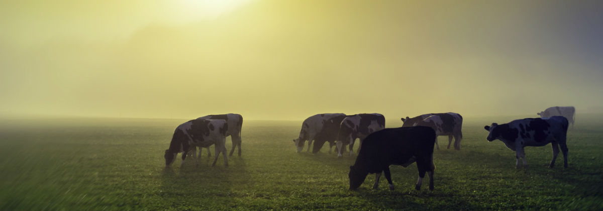 About Devondale Milk - Canstar Blue