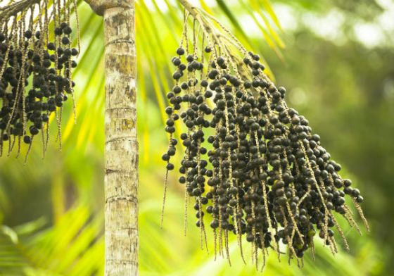 Acai: Everything You Need To Know – Canstar Blue