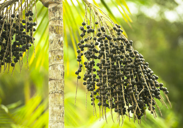 Acai: Everything You Need To Know – Canstar Blue